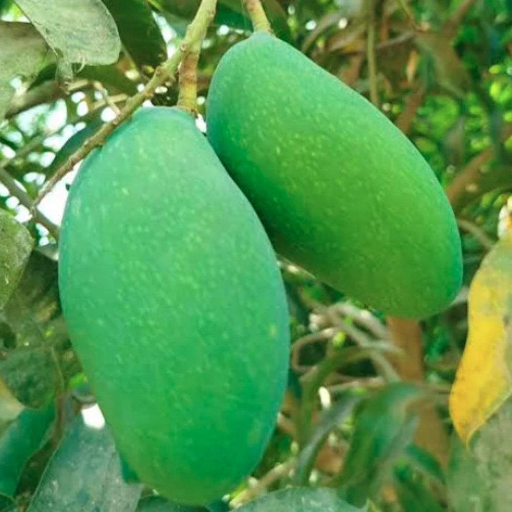 Nak Fazli Mango - 20Kg